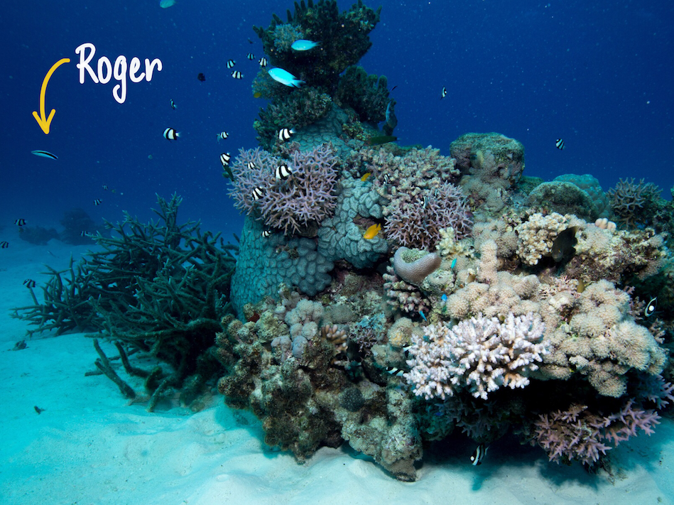 Reef Cleaning Stations – Dr Sue Pillans