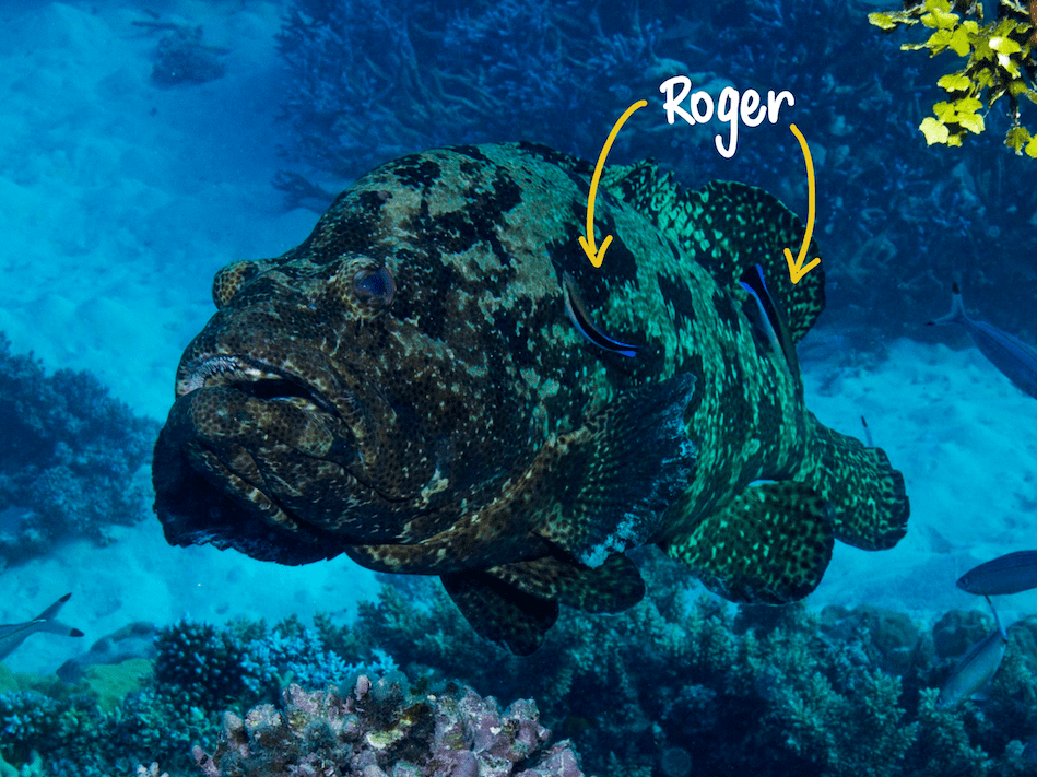 Reef Cleaning Stations – Dr Sue Pillans